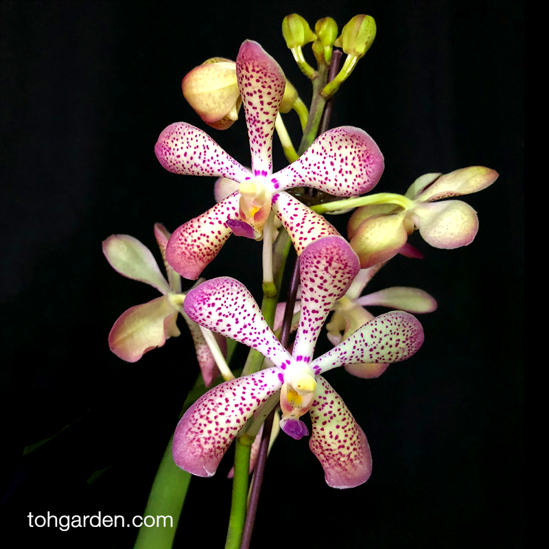 5 in 1 Aranda Pure Heart Arrangement - Toh Garden : Singapore Orchid ...