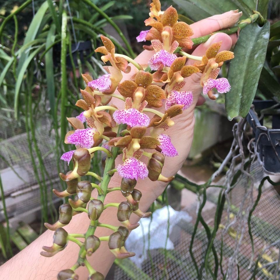 Aerides Flabellata (Seasonal) - Toh Garden : Singapore Orchid Plant ...