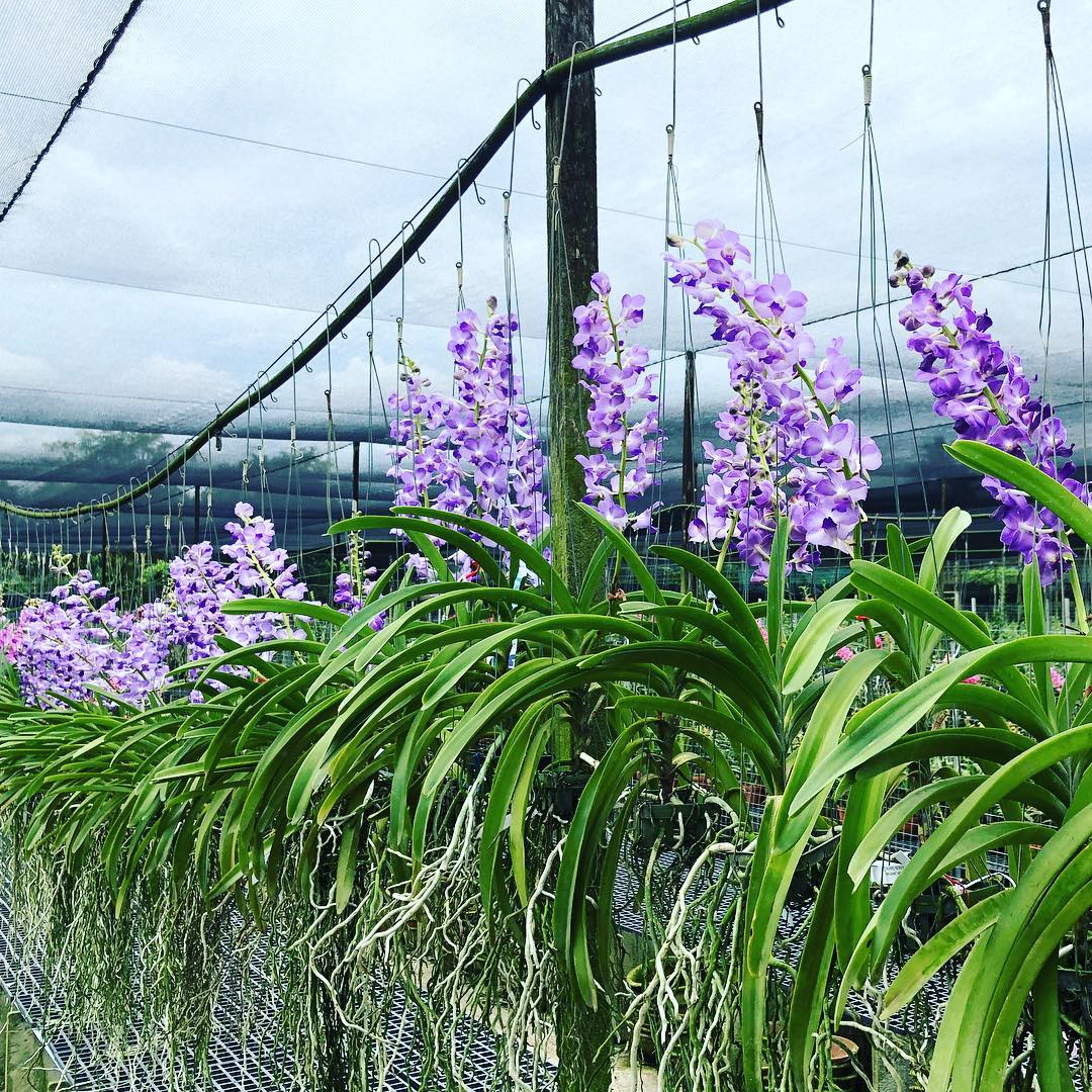 Aerides Lawrenceae hybrids (Seasonal) - Toh Garden : Singapore Orchid ...