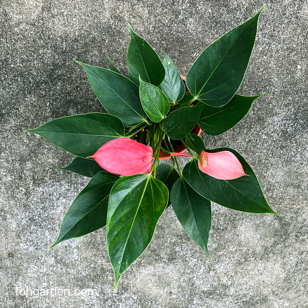 Anthurium Pink Cherry - Toh Garden : Singapore Orchid Plant & Flower Grower