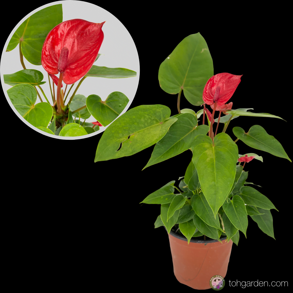 Anthurium Red - Toh Garden : Singapore Orchid Plant & Flower Grower