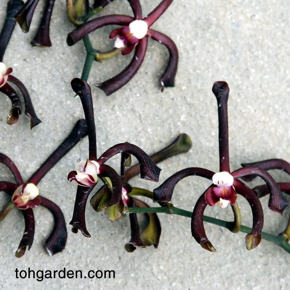Arachnis flos aeris "insignis" - Toh Garden : Singapore Orchid Plant ...