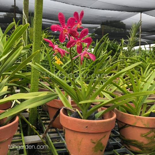 Aranda Bibi 'Strawberry' (1982) - Toh Garden : Singapore Orchid Plant ...