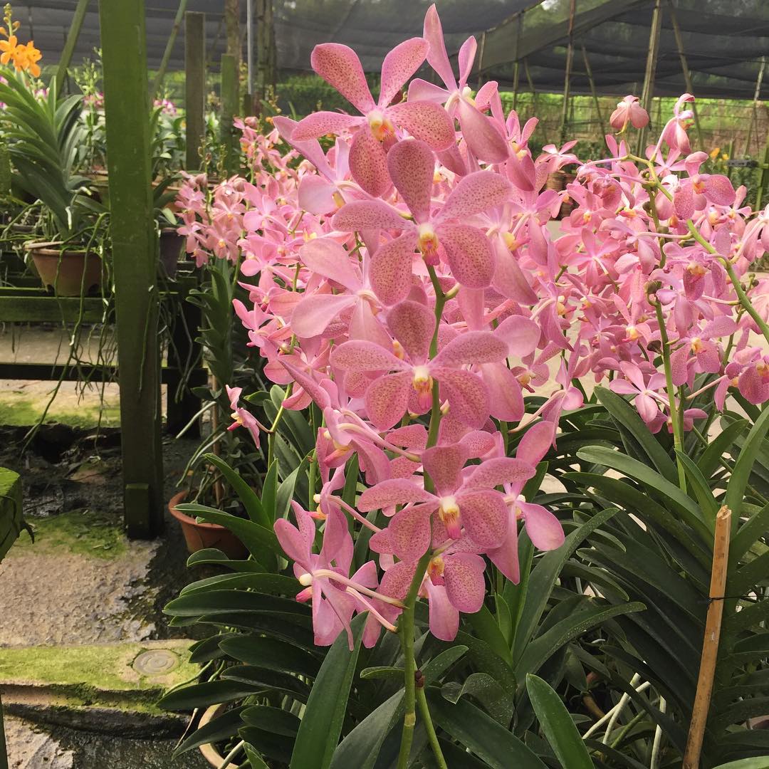 Aranda Christine 130 (Seasonal) (Cutting) - Toh Garden : Singapore ...