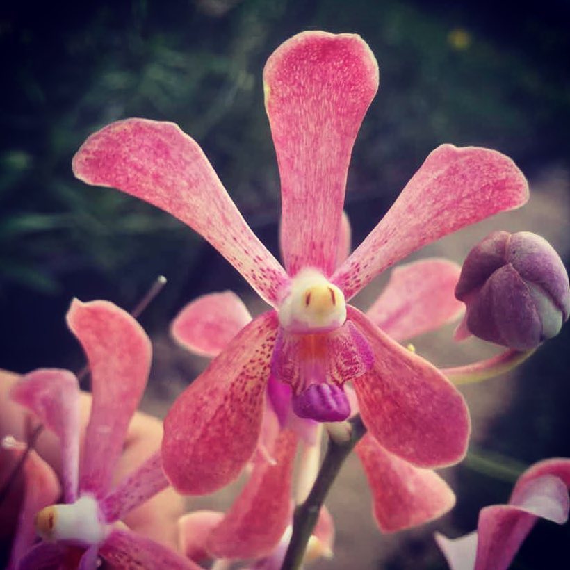 Aranda Peter Ewart (1951) (Cutting) (Seasonal) - Toh Garden : Singapore ...