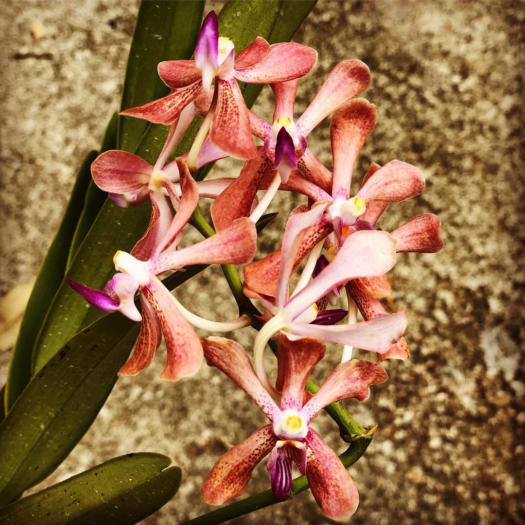 Aranda Peter Ewart (1951) (Cutting) (Seasonal) - Toh Garden : Singapore ...