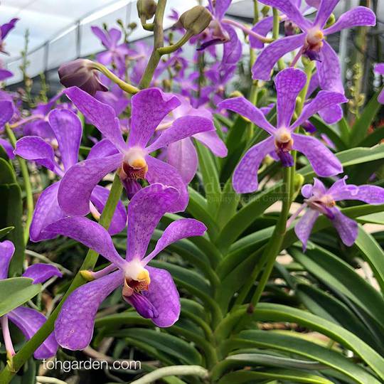 Aranda Richard Roe (2018) - Toh Garden : Singapore Orchid Plant ...
