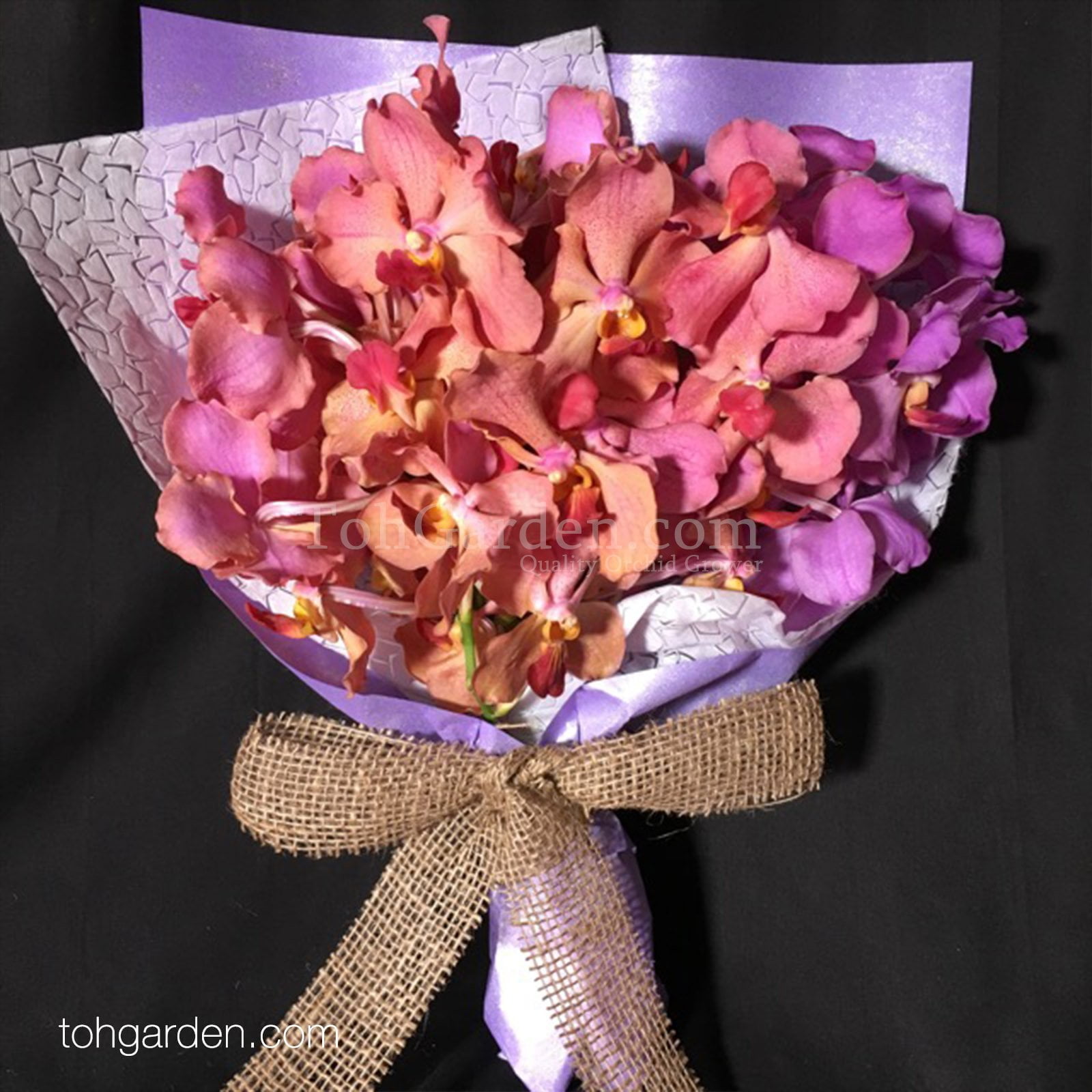 Autumn Splendor - Toh Garden : Singapore Orchid Plant & Flower Grower