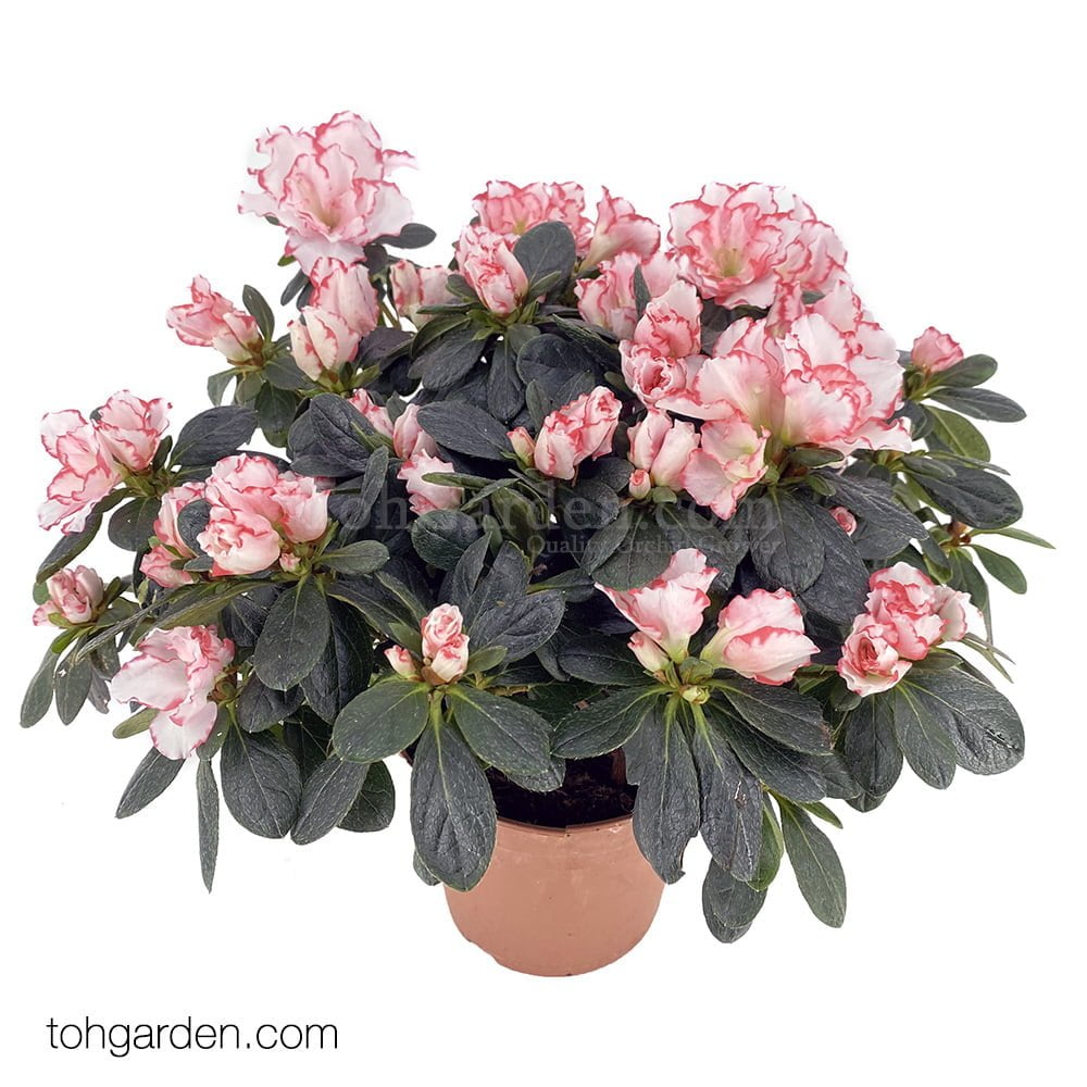 Azalea (Belgium) - Toh Garden : Singapore Orchid Plant & Flower Grower