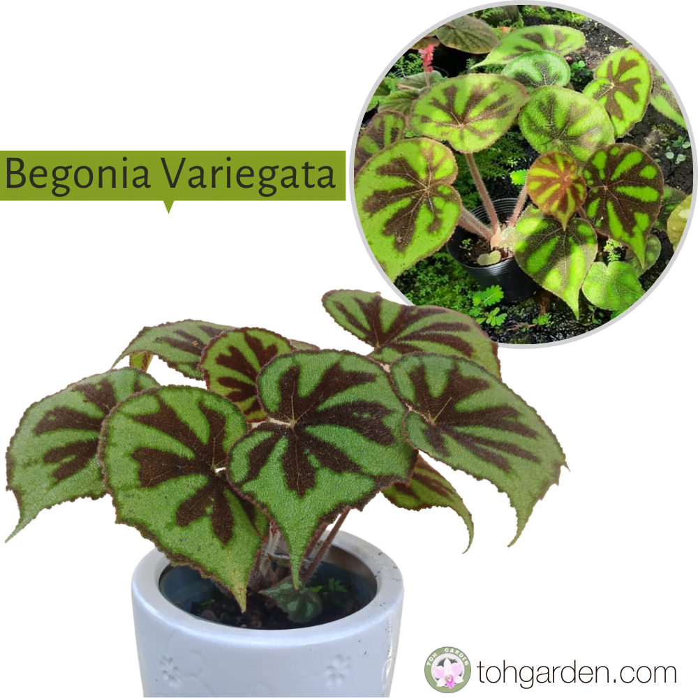Begonia Variegata - Toh Garden : Singapore Orchid Plant & Flower Grower
