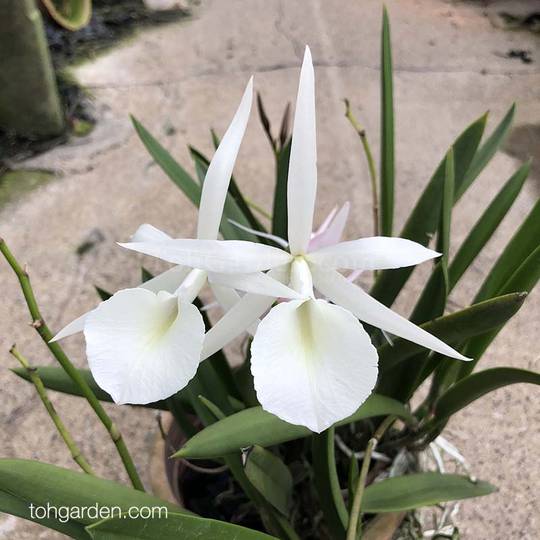 Brassocattleya Suzette Chaney - Toh Garden : Singapore Orchid Plant ...
