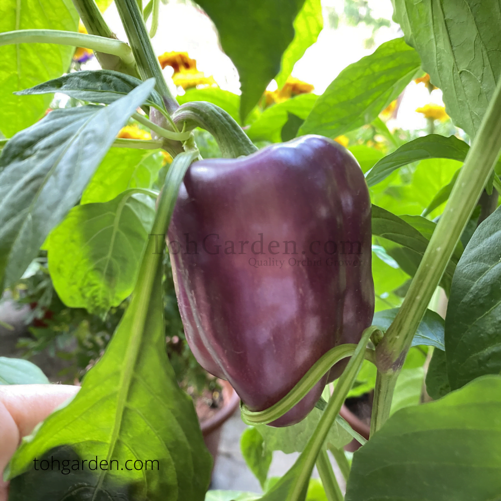 Capsicum - Toh Garden : Singapore Orchid Plant & Flower Grower