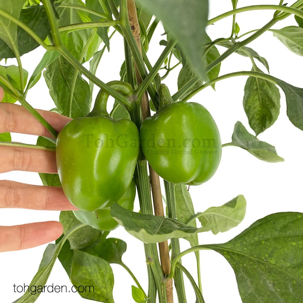 Capsicum - Toh Garden : Singapore Orchid Plant & Flower Grower