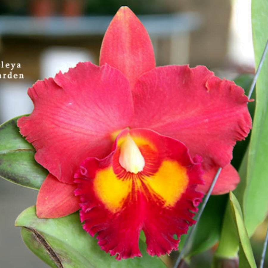 Cattleya Hybrids Large Flowers (Seasonal) - Toh Garden : Singapore ...