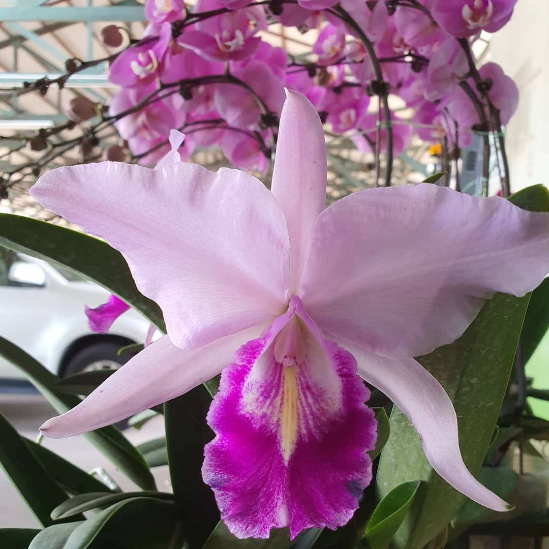 Cattleya Purple Hybrid Toh Garden Singapore Orchid Plant And Flower Grower