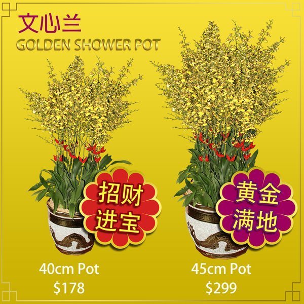 CNY Golden Shower in Gold Pot - Toh Garden : Singapore Orchid Plant ...