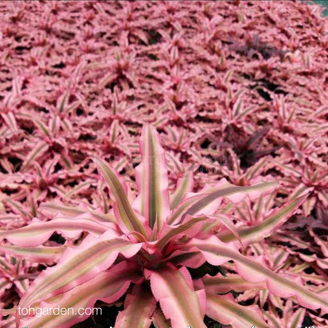 Cryptanthus 'Pink Starlite' - Toh Garden : Singapore Orchid Plant ...