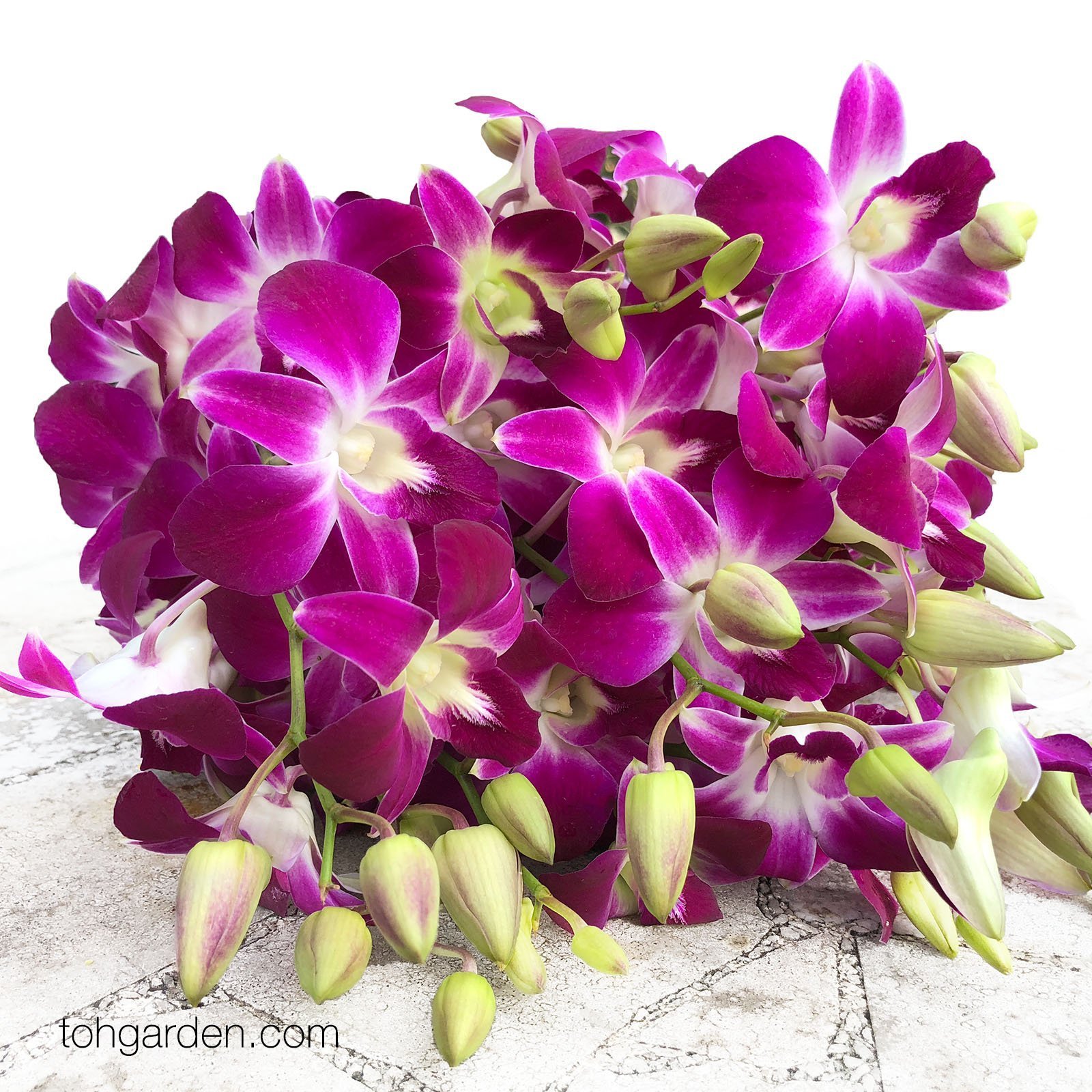 Dendrobium Bon (20 stalks) - Toh Garden : Singapore Orchid Plant ...