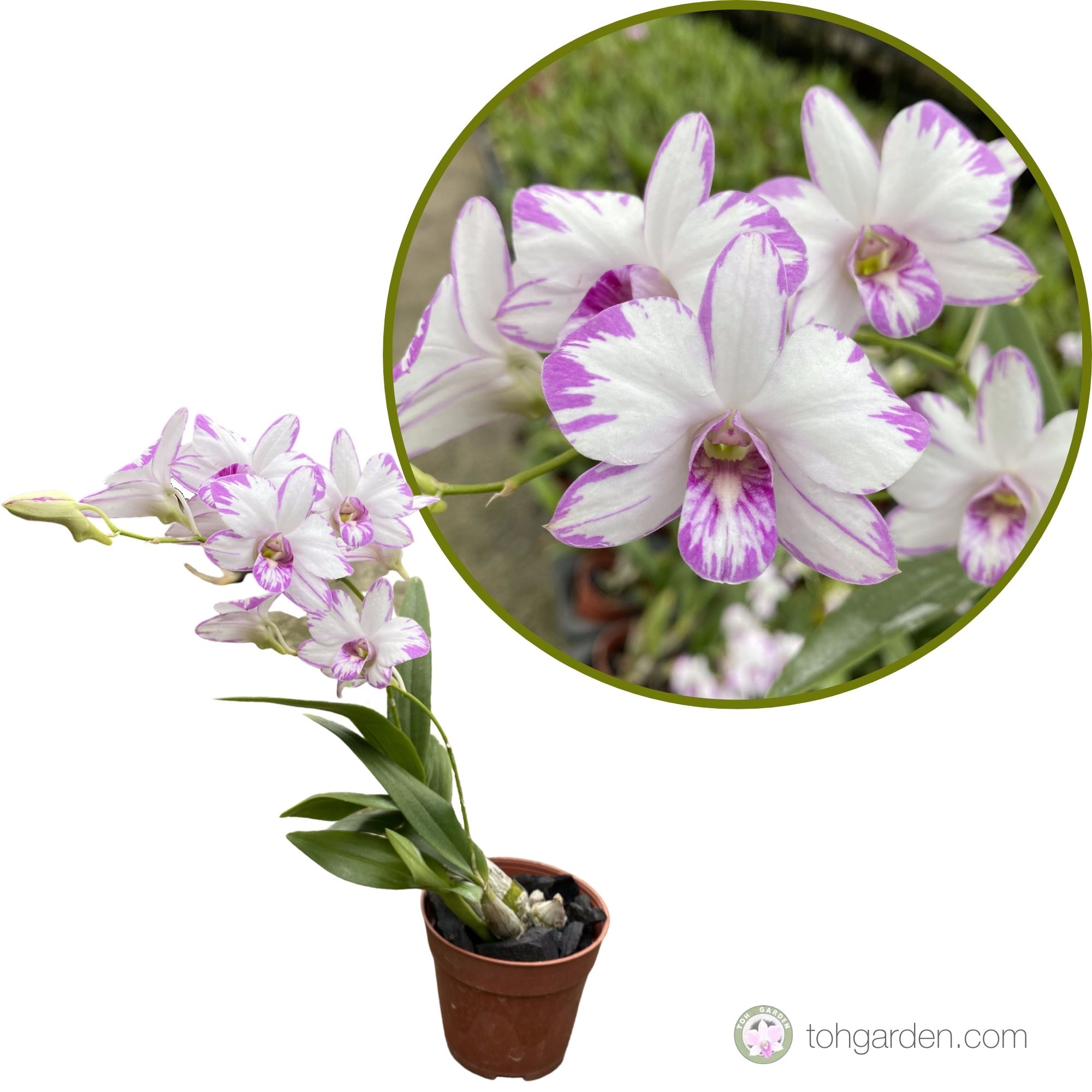 Dendrobium Enobi (Mini Dendrobiums) - Toh Garden : Singapore Orchid ...