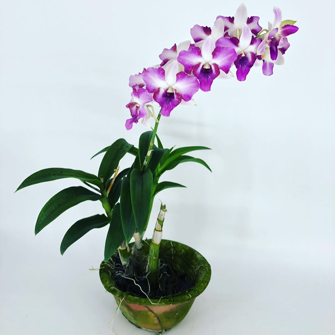 Dendrobium King Dragon (1988) - Toh Garden : Singapore Orchid Plant ...