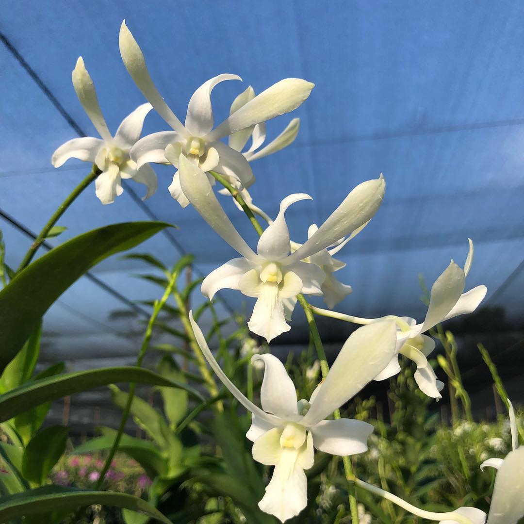 Dendrobium Magenta's Antenneo - Toh Garden : Singapore Orchid Plant ...