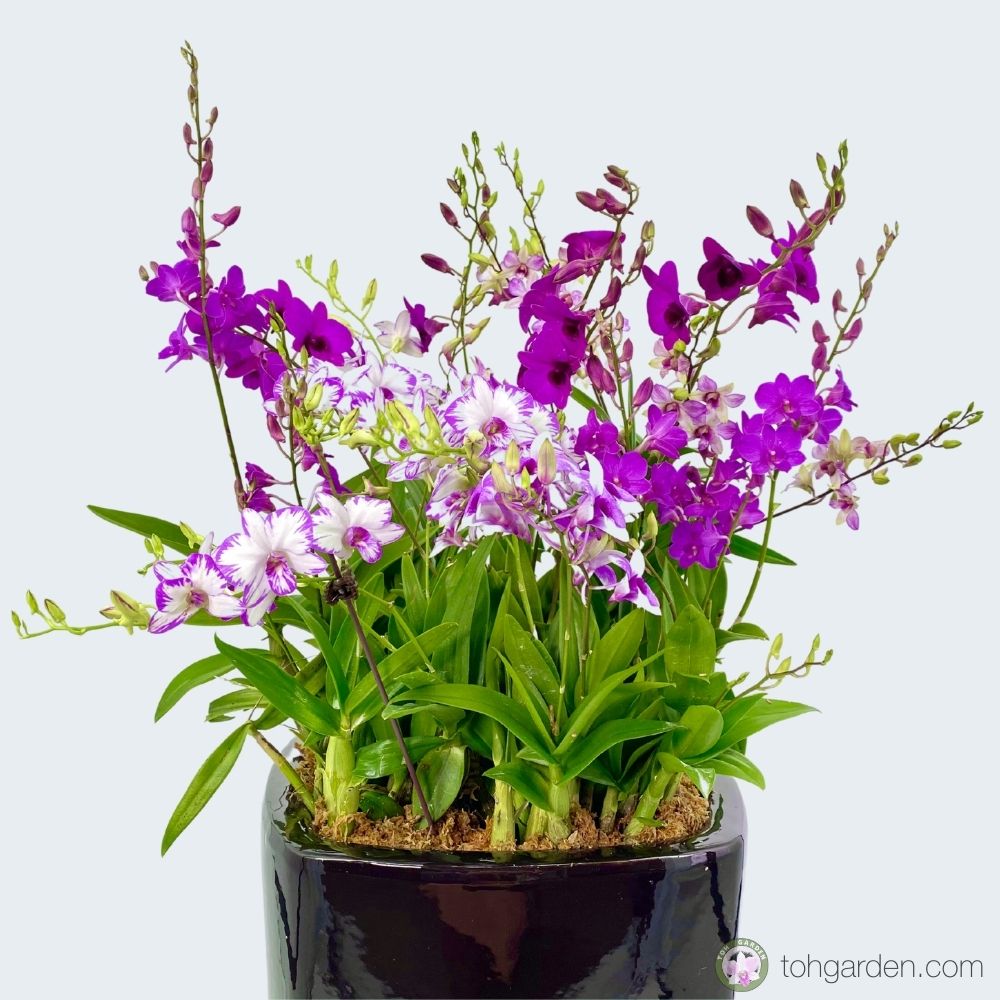 Dendrobium Mini in Tall Planter 15 in 1 - Toh Garden : Singapore Orchid ...