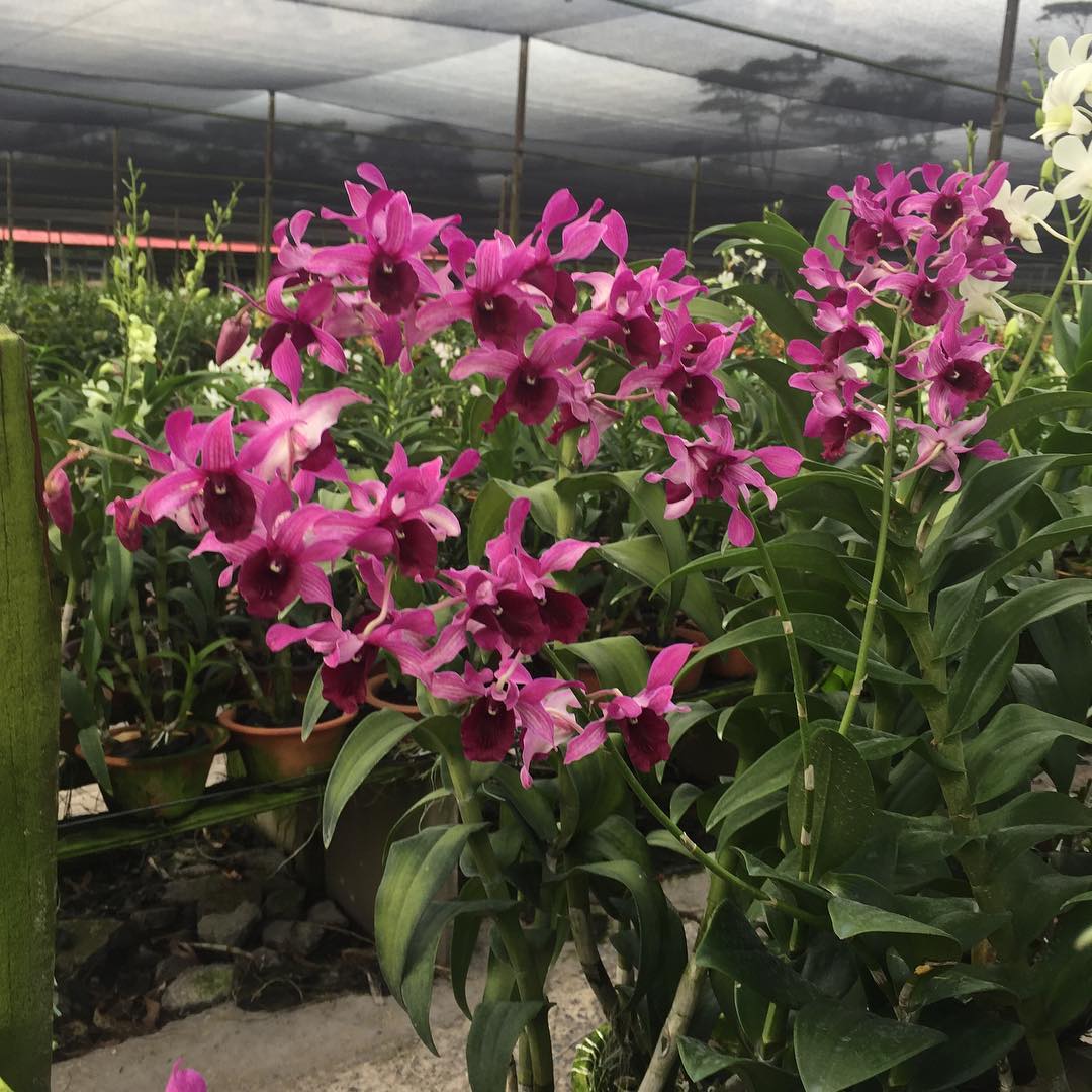Dendrobium Serene Chang "Pink" (2007) - Toh Garden : Singapore Orchid ...