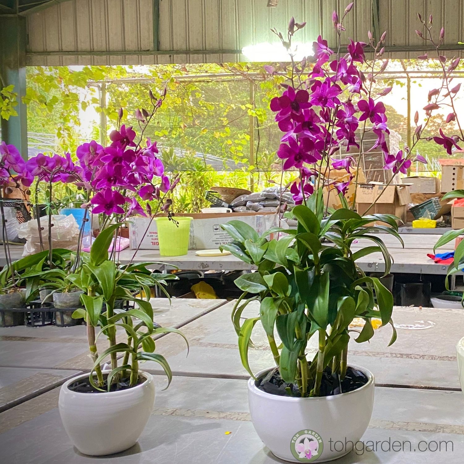 Dendrobium Tay Swee Keng 3 in 1 - Toh Garden : Singapore Orchid Plant ...