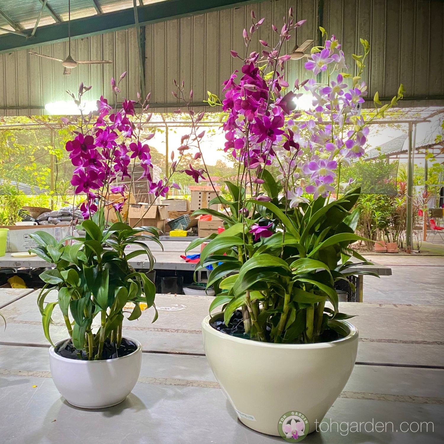 Dendrobium Tay Swee Keng 3 in 1 - Toh Garden : Singapore Orchid Plant ...