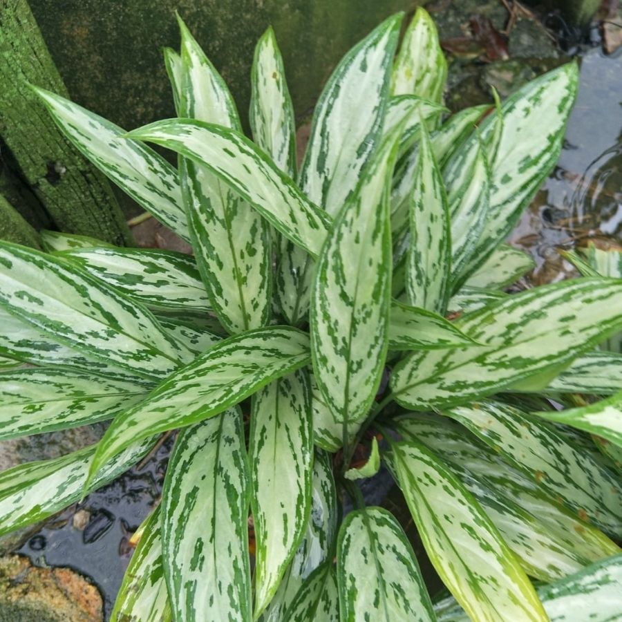 Dieffenbachia Silver Queen - Toh Garden : Singapore Orchid Plant ...