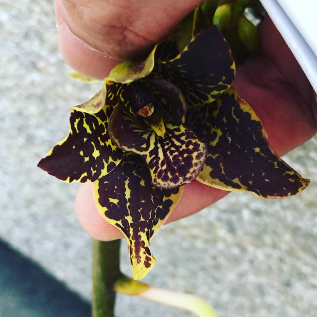 Grammatophyllum Kiat Tan (2005) - Toh Garden : Singapore Orchid Plant ...