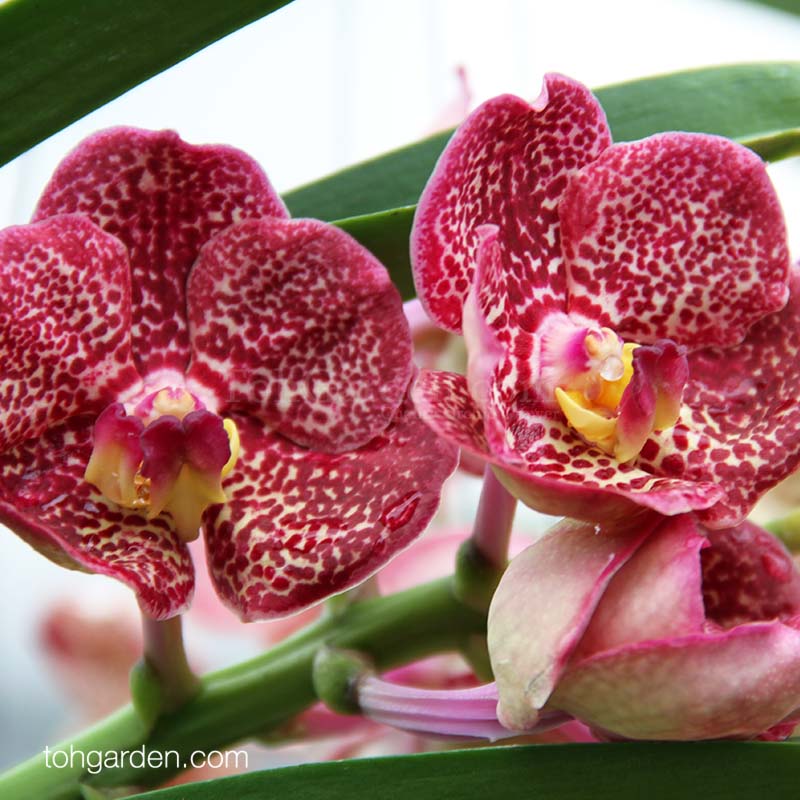 Hanging Ascda. Kulvadee Fragrant x Vanda Suksamran Spot (Seasonal ...
