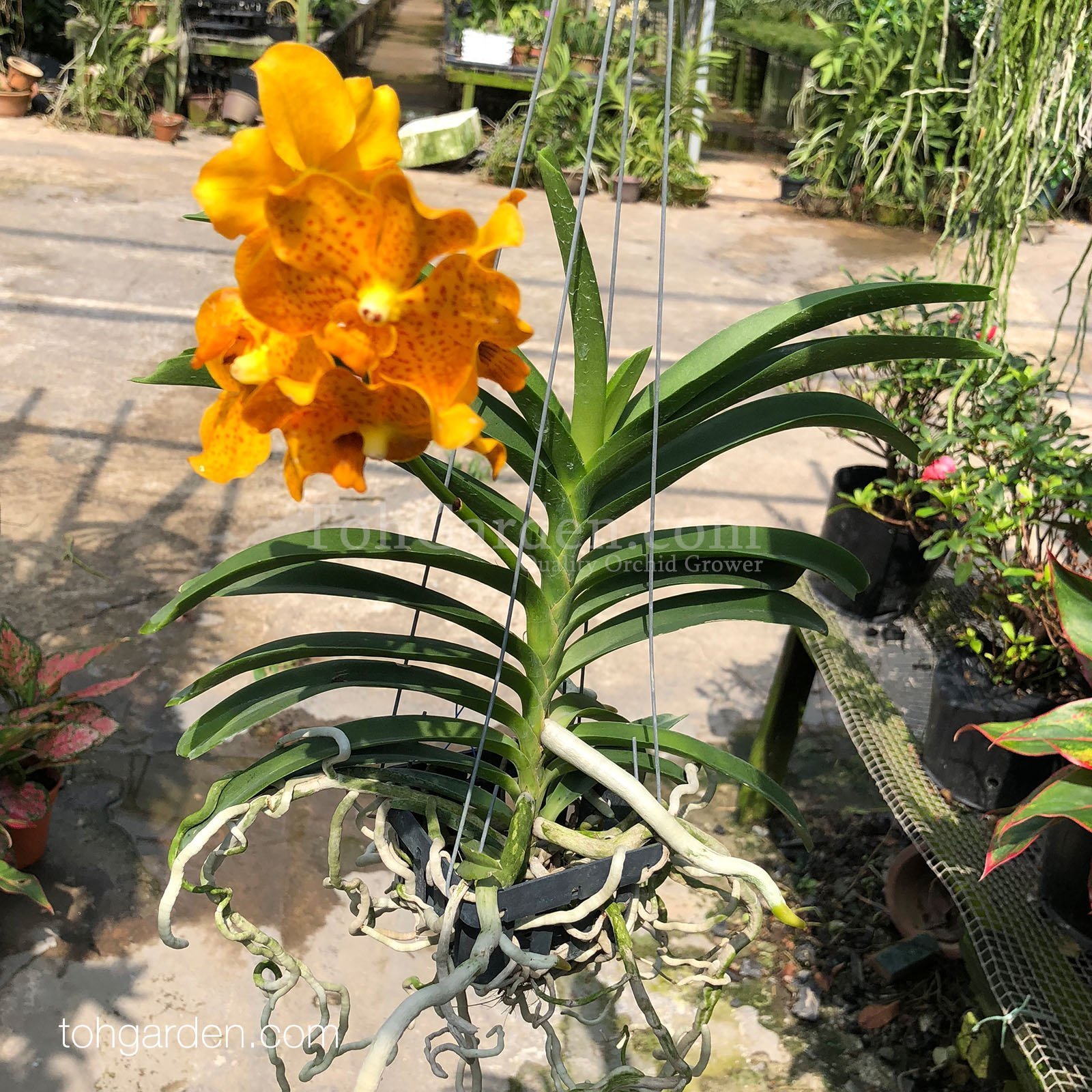 Hanging Vanda denisoniana x kultana hybrid - Toh Garden : Singapore Orchid Plant & Flower Grower