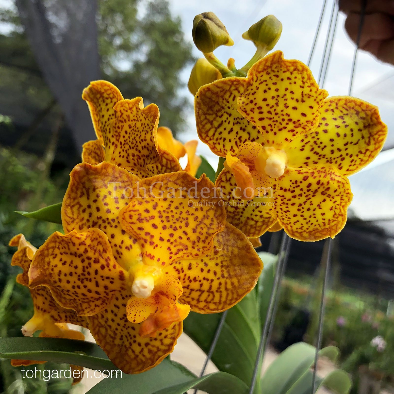 Hanging Vanda denisoniana x kultana hybrid - Toh Garden : Singapore ...
