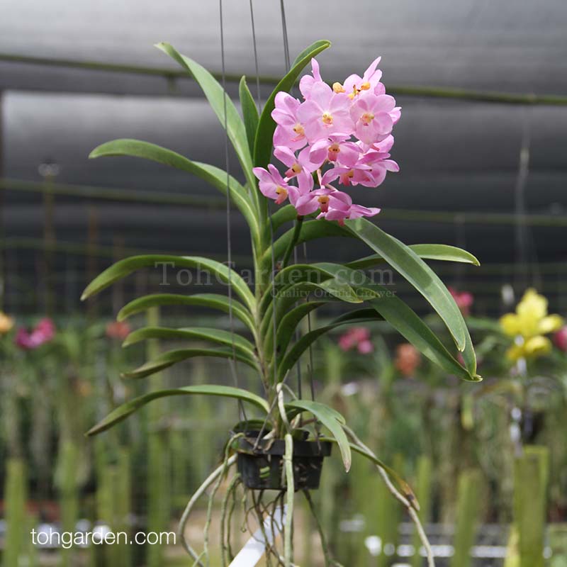 Hanging Vanda Five Friendship x Vanda Peggy Foo - Toh Garden ...