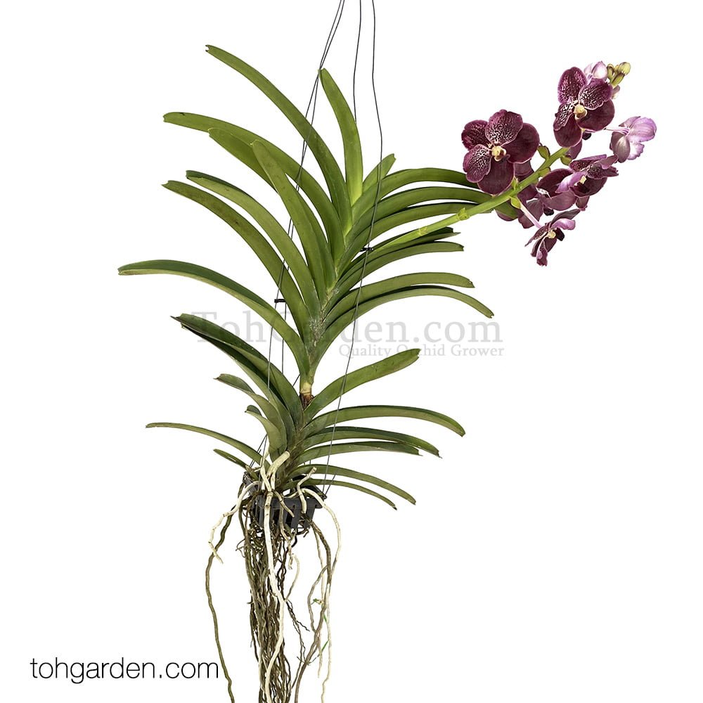 Hanging Vanda Hybrid (Seasonal) - Toh Garden : Singapore Orchid Plant ...