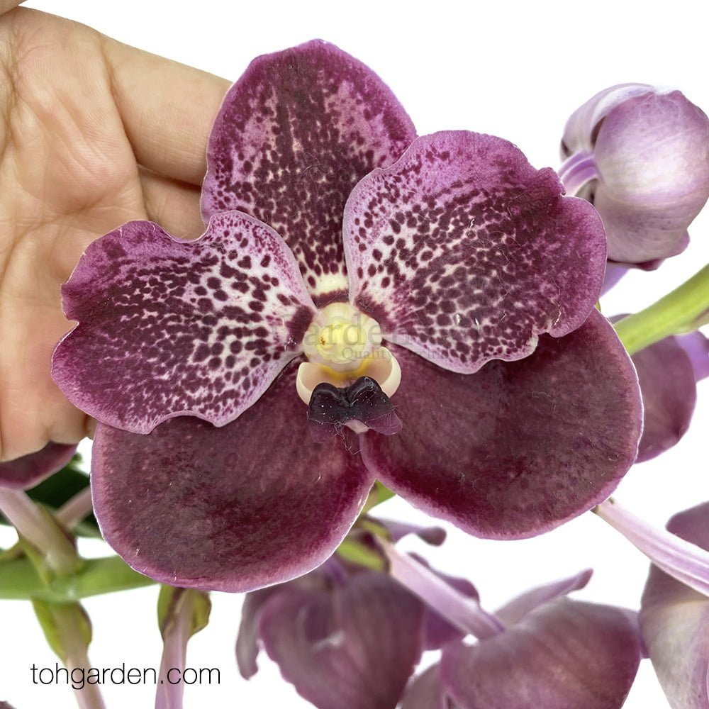 Hanging Vanda Hybrid (Seasonal) - Toh Garden : Singapore Orchid Plant ...