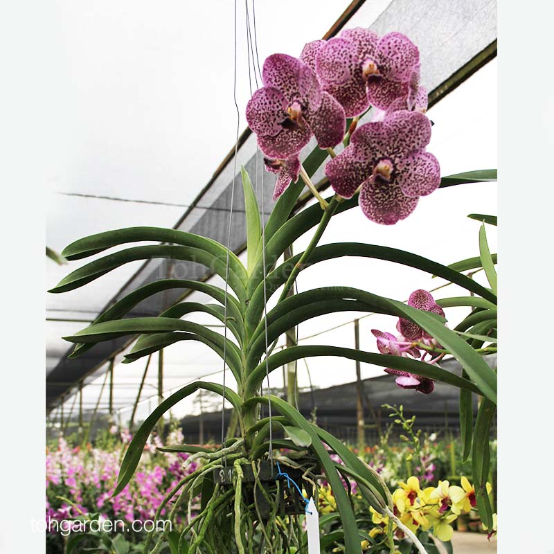 Hanging Vanda Kulwadee Fragrance 3 - Toh Garden : Singapore Orchid ...