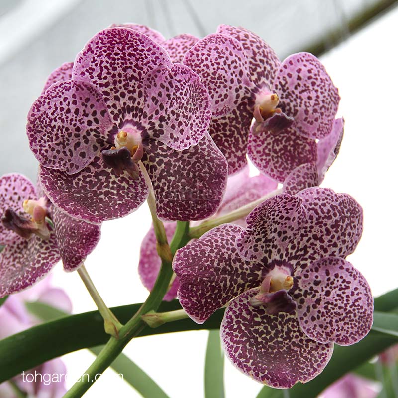 Hanging Vanda Kulwadee Fragrance 3 - Toh Garden : Singapore Orchid ...