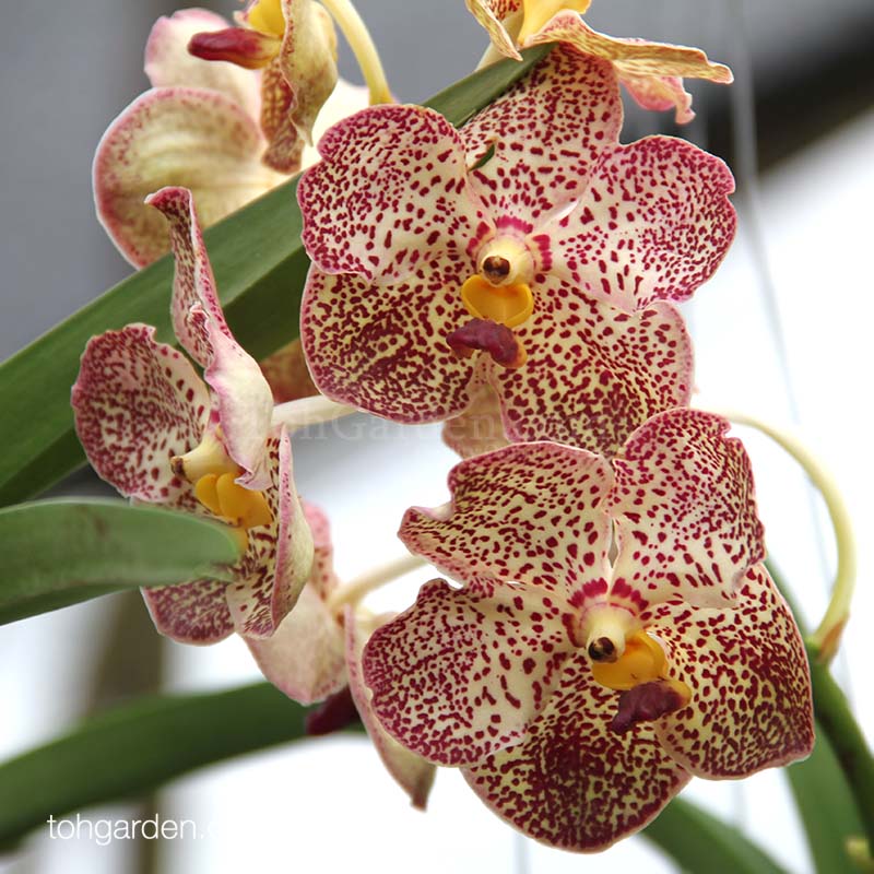 Hanging Vanda Kulwadee Fragrance 3 - Toh Garden : Singapore Orchid ...