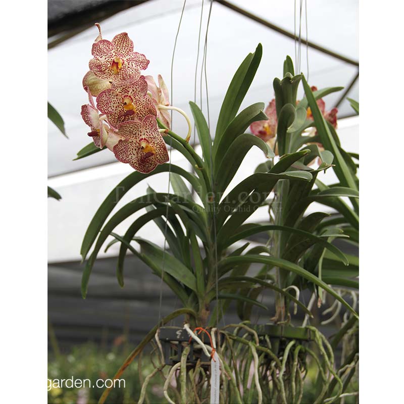 Hanging Vanda Kulwadee Fragrance 3 - Toh Garden : Singapore Orchid ...