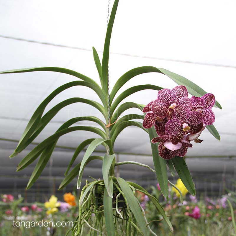Hanging Vanda Kulwadee Fragrance - Toh Garden : Singapore Orchid Plant ...