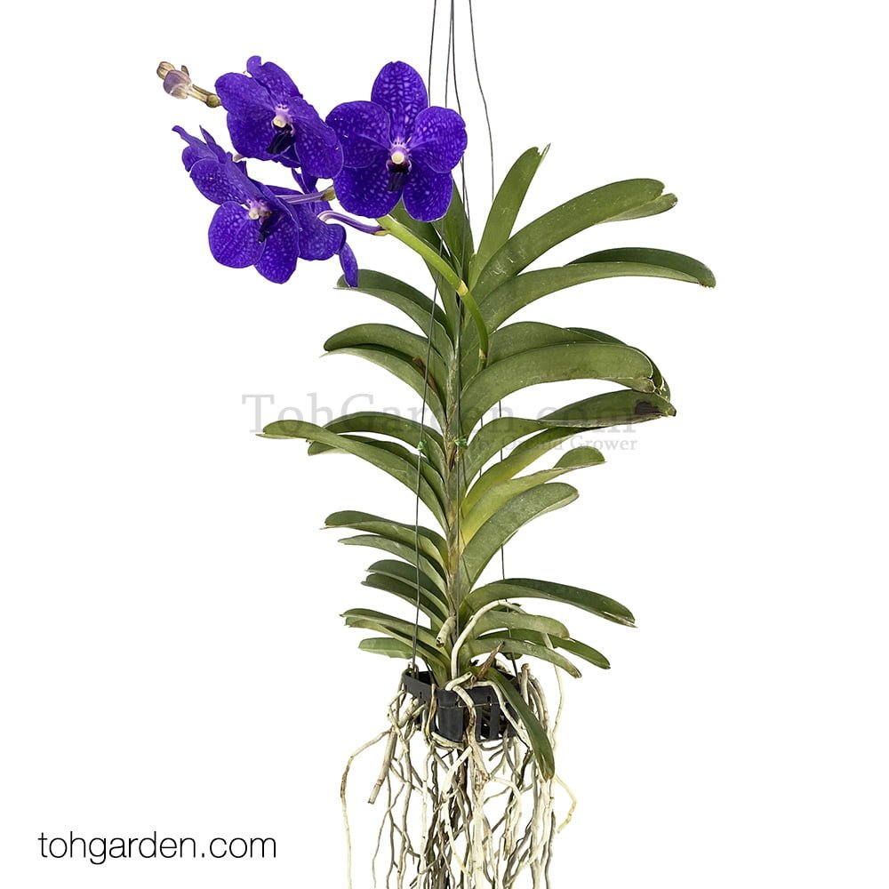 Hanging Vanda Manuvadee Blue (Seasonal) - Toh Garden : Singapore Orchid ...