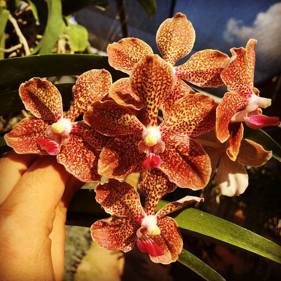 Hanging Vanda Mimi Palmer "Red" - Toh Garden : Singapore Orchid Plant ...