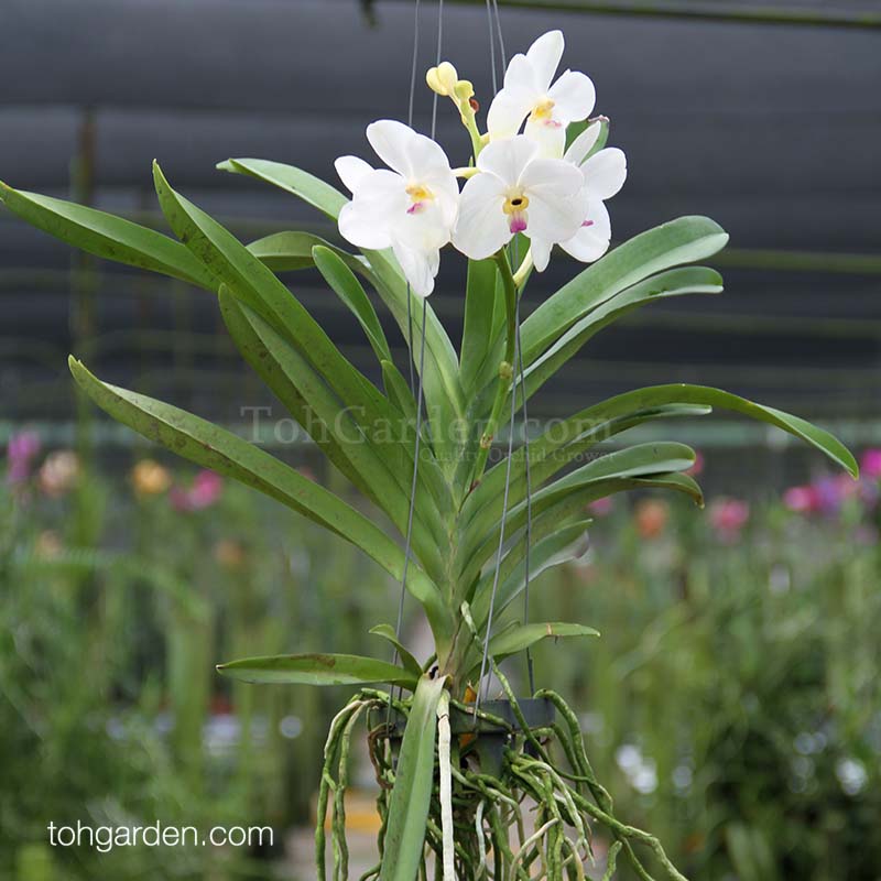Hanging Vanda New Muangthong - Toh Garden : Singapore Orchid Plant ...