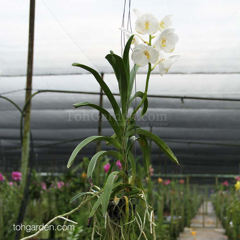 Hanging Vanda Nopporn White Diamond - Toh Garden : Singapore Orchid ...