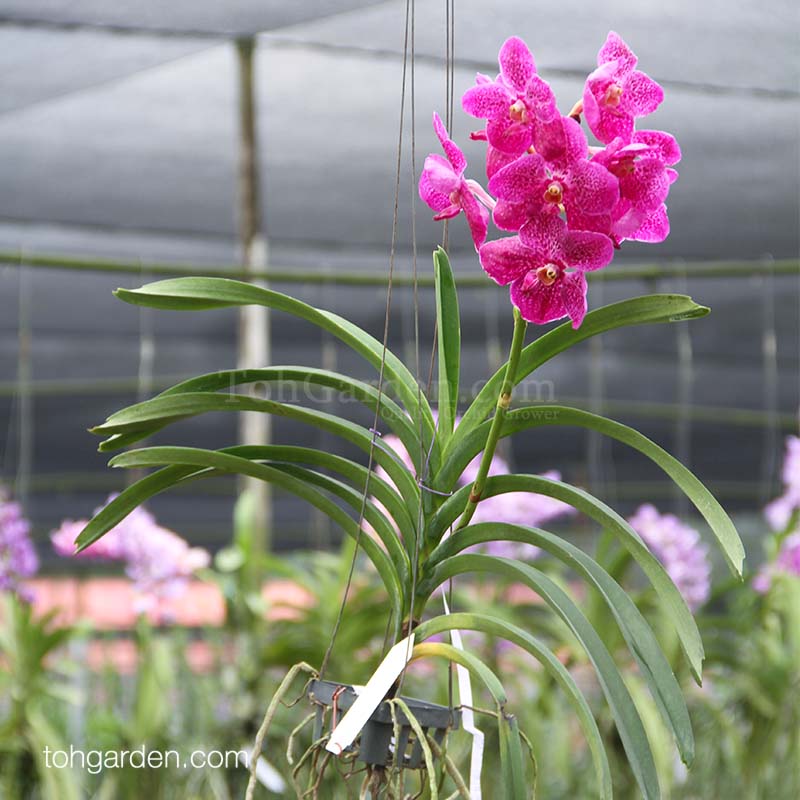 Hanging Vanda Pure Wax - Toh Garden : Singapore Orchid Plant & Flower ...
