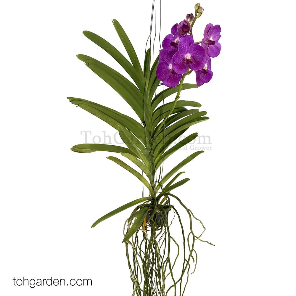 Hanging Vanda Purple (Seasonal) - Toh Garden : Singapore Orchid Plant ...