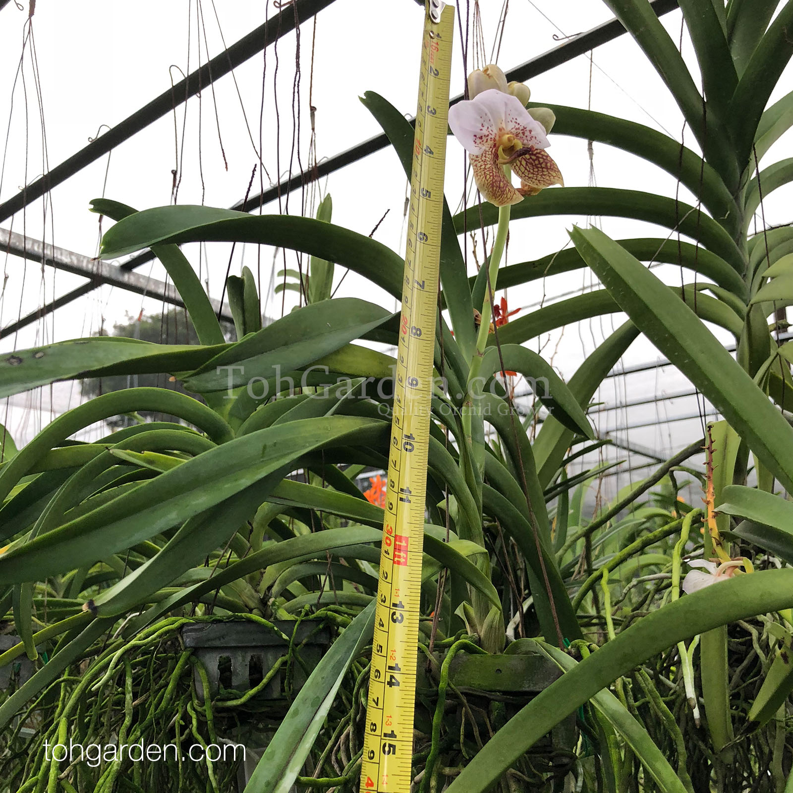 Hanging Vanda sanderiana hybrids - Toh Garden : Singapore Orchid Plant ...
