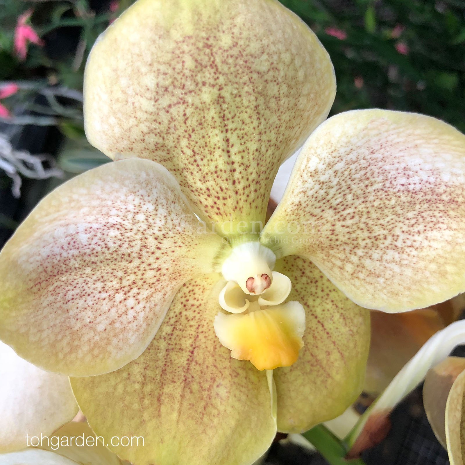 Hanging Vanda sanderiana hybrids - Toh Garden : Singapore Orchid Plant ...